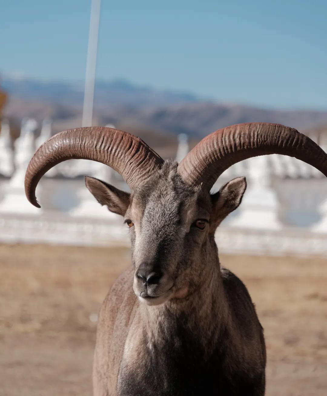 3ab99f434fe159897eb2a685c21d3586-sz_2094391.JPG (1080×1305)